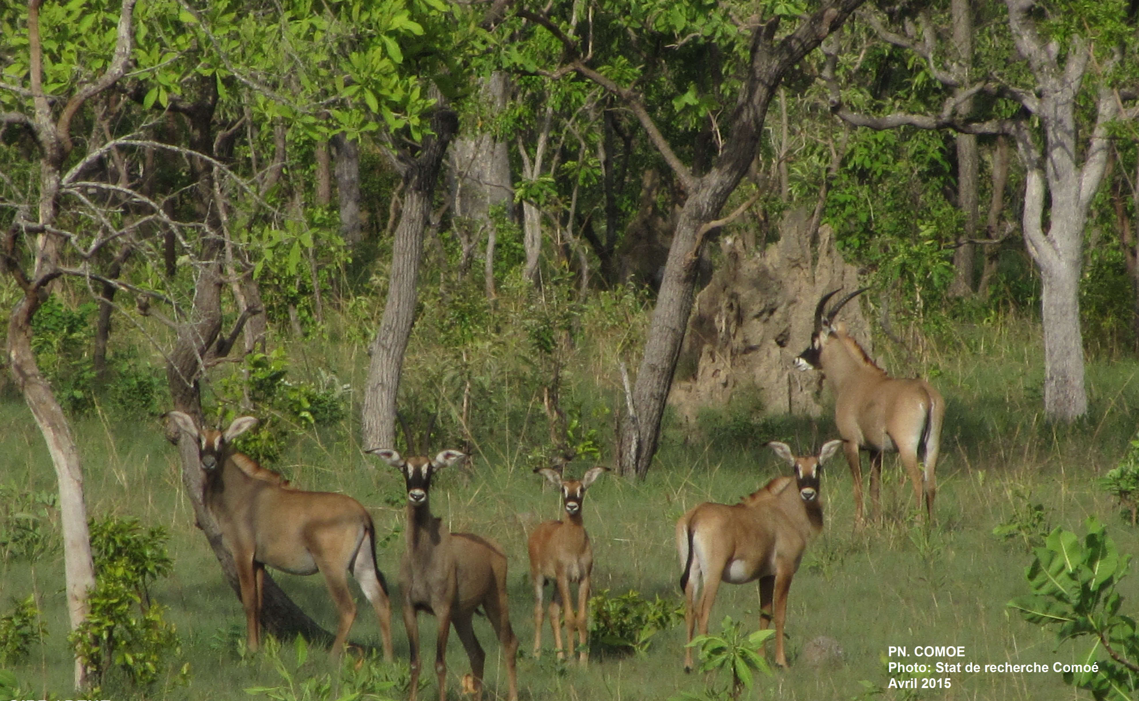 UNESCO Removes Comoé National Park From List of Sites in Danger – SNRD ...