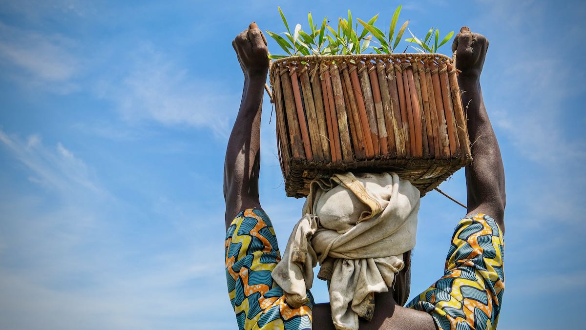 How To Transform The Rural Agrifood System